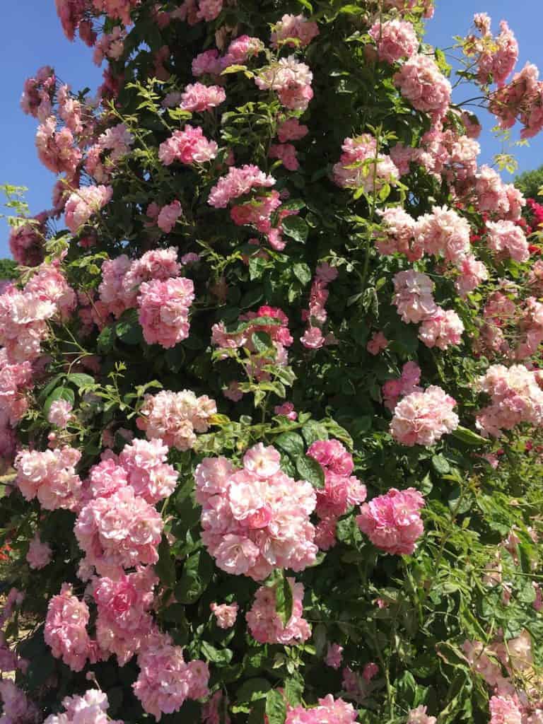 Roseraie du Val-de-Marne: A Spectacular Garden Near Paris