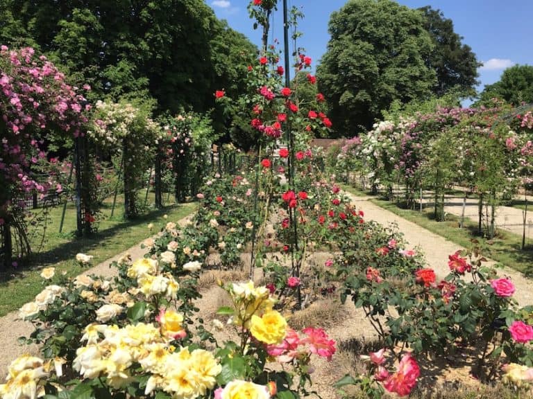 Roseraie du Val-de-Marne: A Spectacular Garden Near Paris