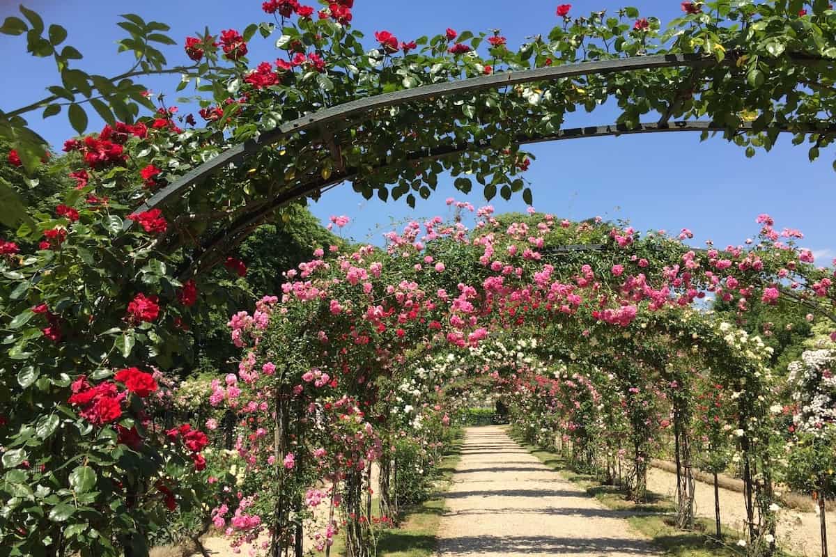 Roseraie Du Val de Marne A Spectacular Garden Near Paris